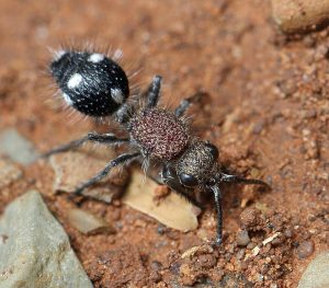 Velvet Ant Care Guide: Are These ‘Cow Killer’ Wasps the Right Pet for ...