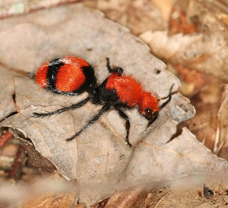 Velvet Ant Care Guide: Are These ‘Cow Killer’ Wasps the Right Pet for ...
