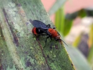 Velvet Ant Care Guide: Are These ‘Cow Killer’ Wasps the Right Pet for ...