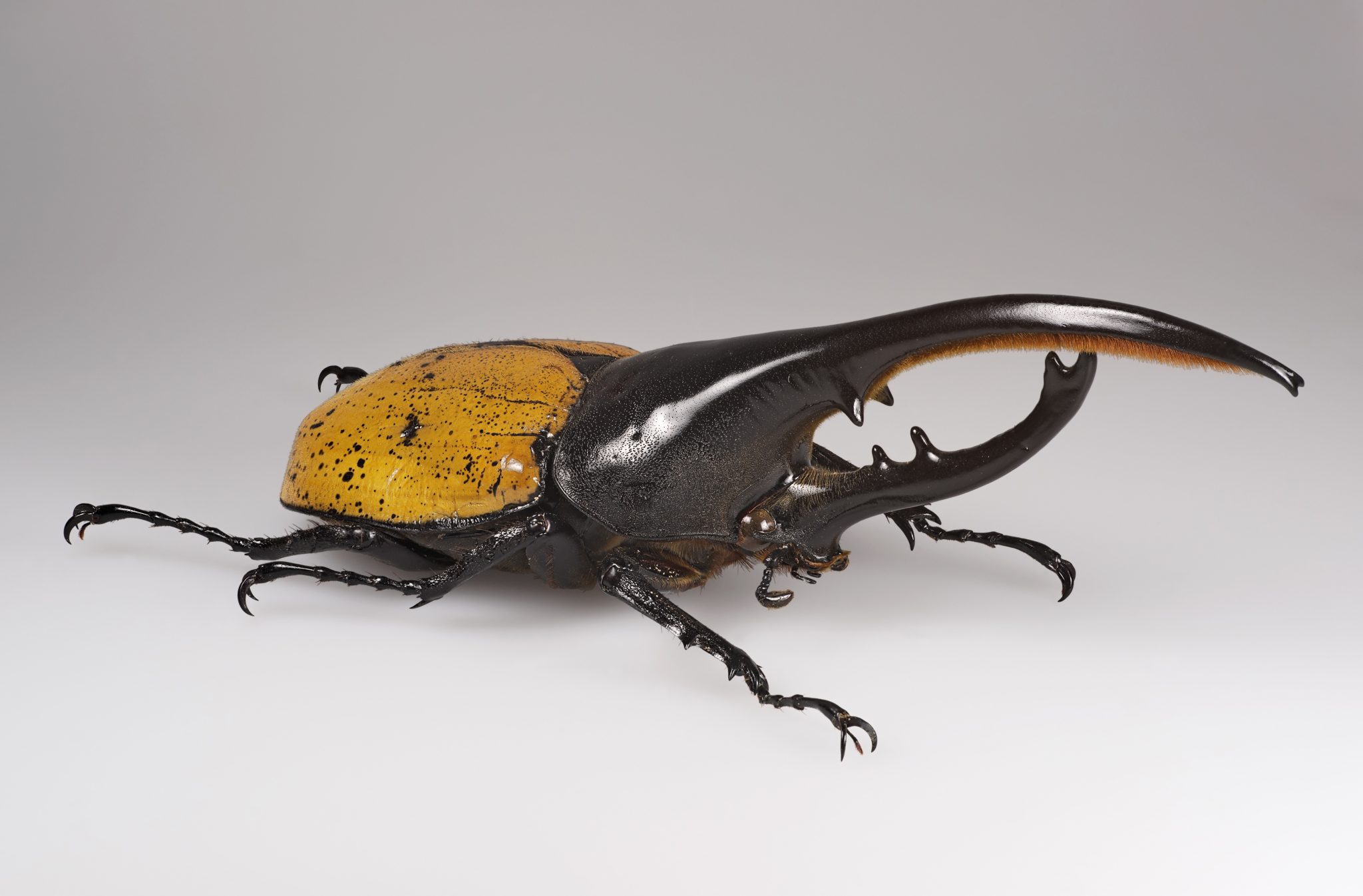 Western Hercules Beetle Care Guide: Complete Pet Owner’s Review - Pet ...