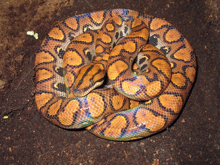 Brazilian Rainbow Boa Care Guide: Everything You Need to Know - Pet ...