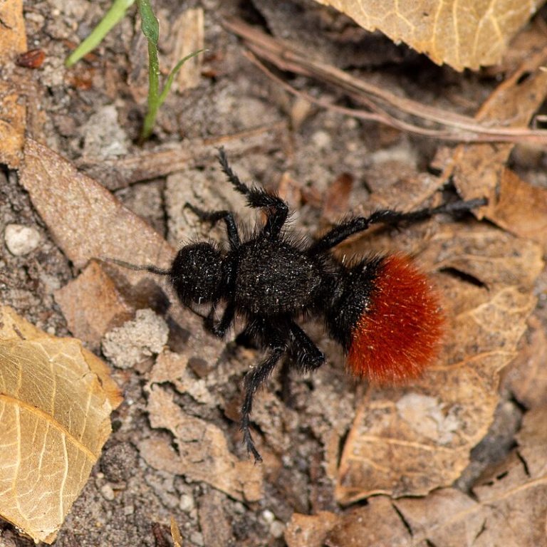 Velvet Ant Care Guide: Are These ‘Cow Killer’ Wasps the Right Pet for ...