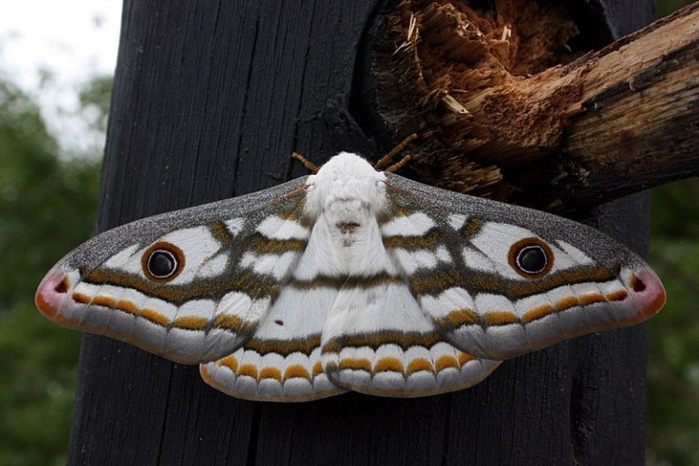 Giant Silk Moths as Pets: Ultimate Care Guide, Lifespan & Where to Buy - Pet Critique