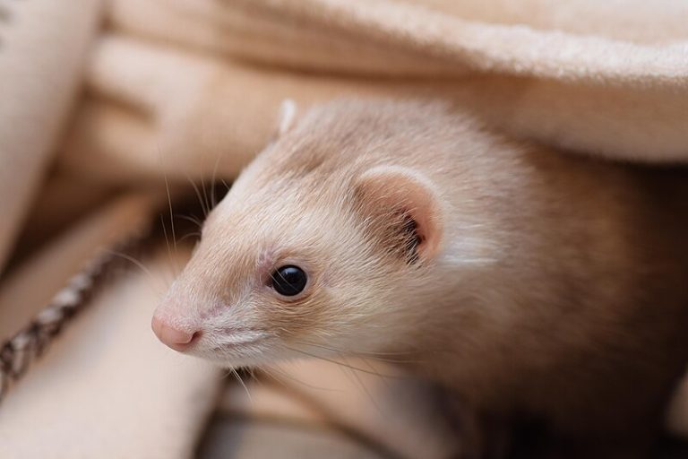 Ferrets as Pets: The Complete Guide to Care, Costs, and What to Expect ...