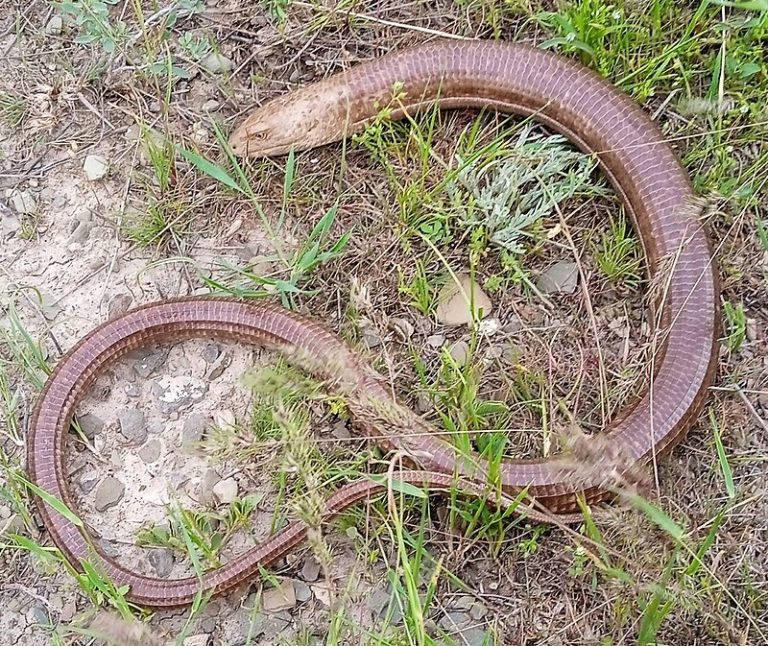 European Legless Lizard Care: The Ultimate Pet Guide (Is It Right for ...