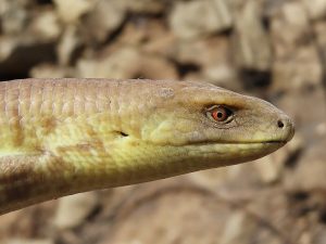 European Legless Lizard Care: The Ultimate Pet Guide (Is It Right for ...