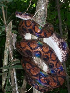 Brazilian Rainbow Boa Care Guide: Everything You Need to Know - Pet ...