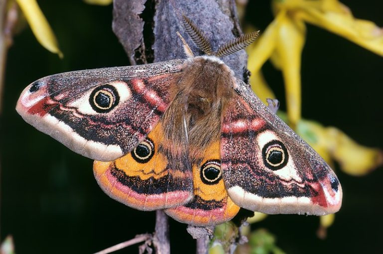 Giant Silk Moths as Pets: Ultimate Care Guide, Lifespan & Where to Buy ...