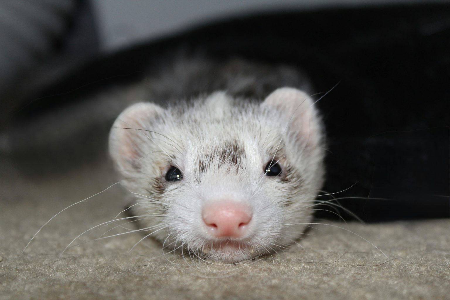 Ferrets as Pets: The Complete Guide to Care, Costs, and What to Expect ...