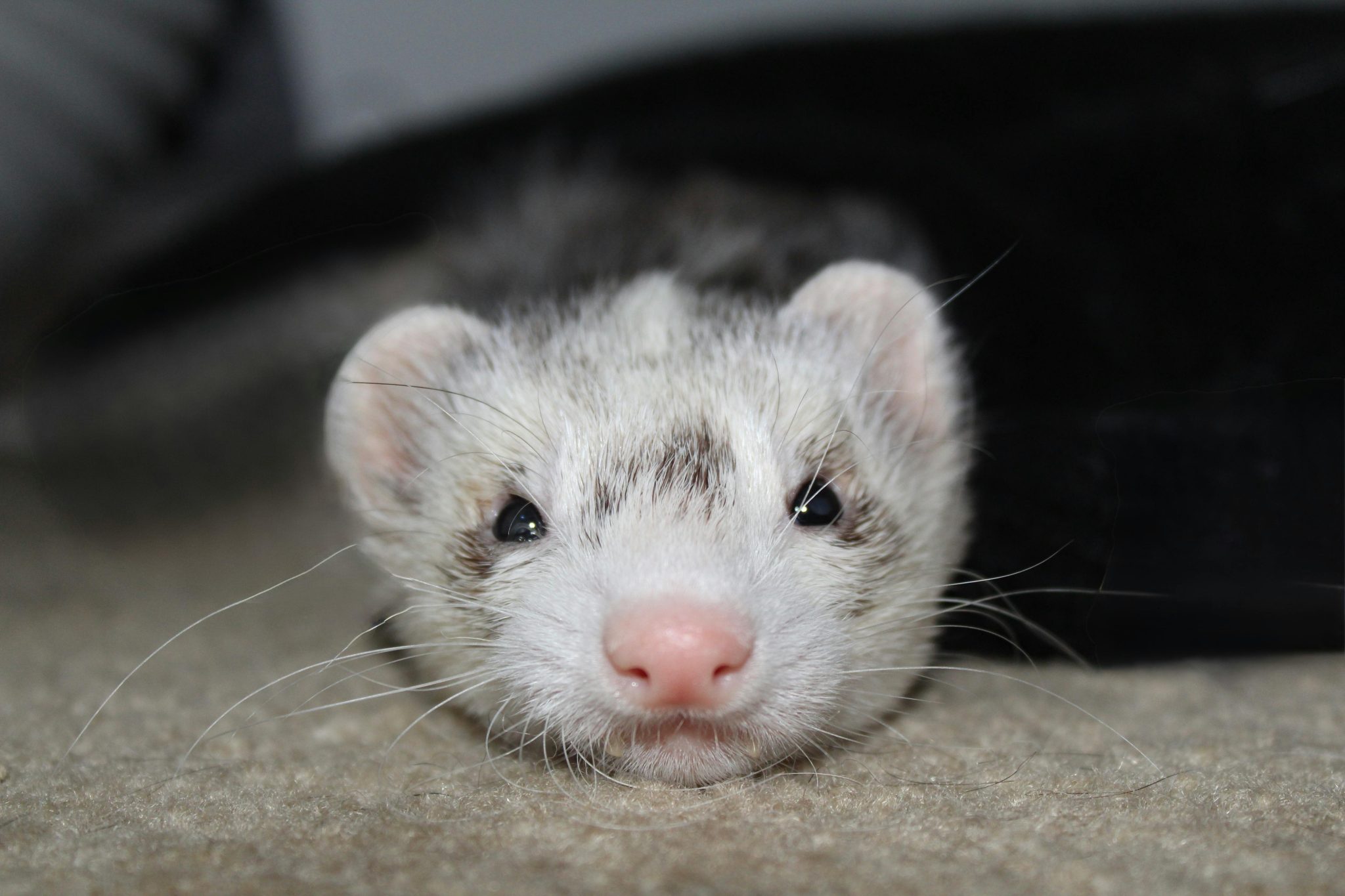 Ferrets as Pets: The Complete Guide to Care, Costs, and What to Expect ...