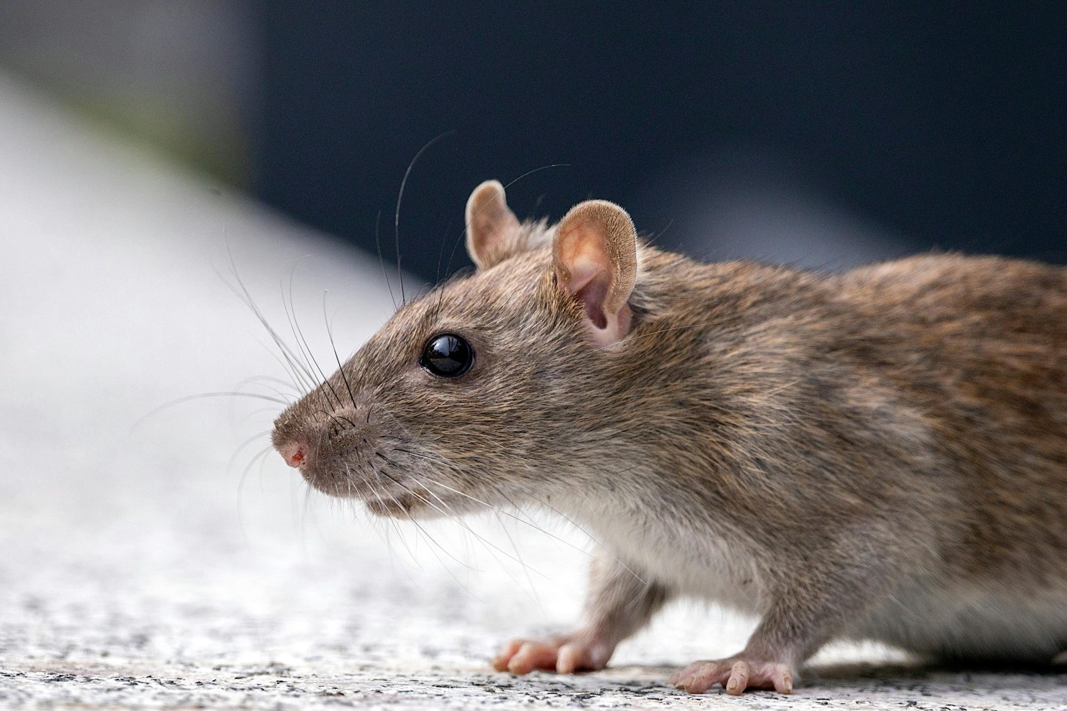 Rats as Pets: Ultimate Care Guide, Pros & Cons, and Why They Make Great ...