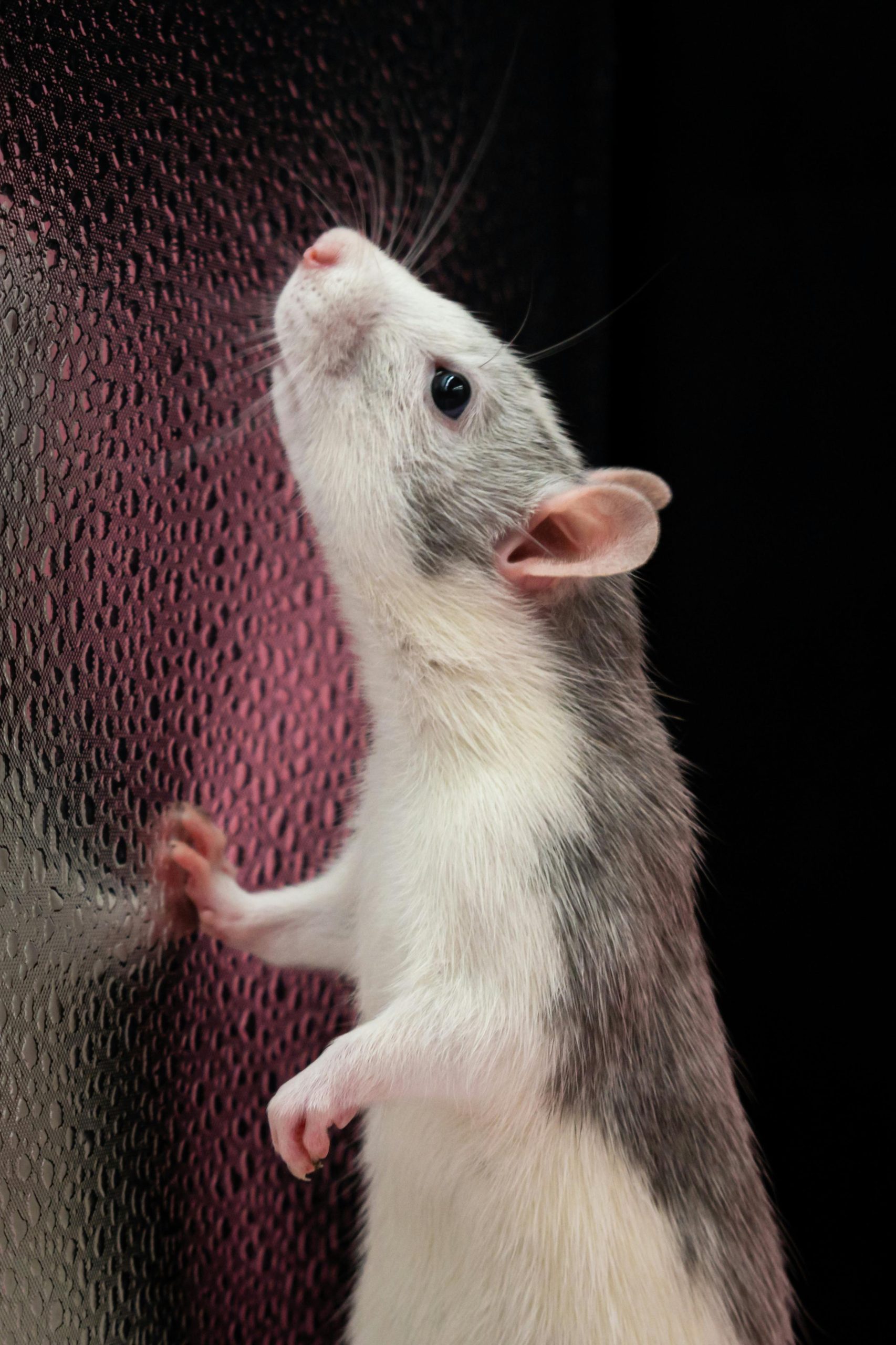 Rats as Pets: Ultimate Care Guide, Pros & Cons, and Why They Make Great ...