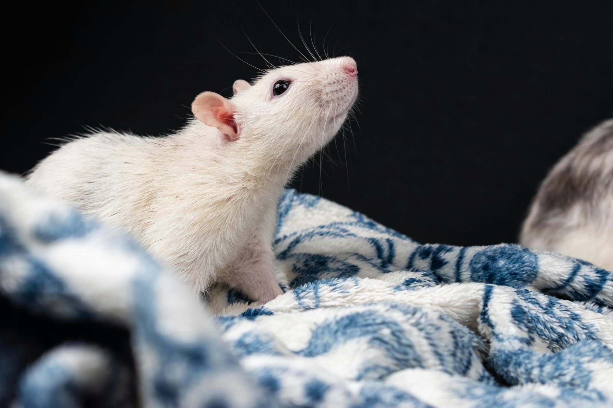 Rats as Pets: Ultimate Care Guide, Pros & Cons, and Why They Make Great Companions - Pet Critique