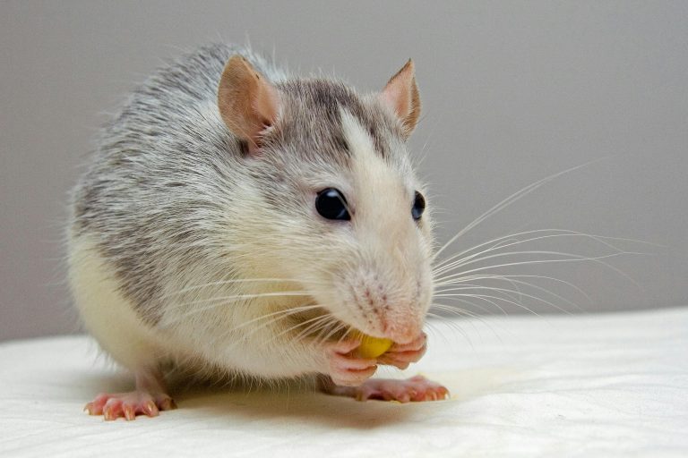 Rats as Pets: Ultimate Care Guide, Pros & Cons, and Why They Make Great ...