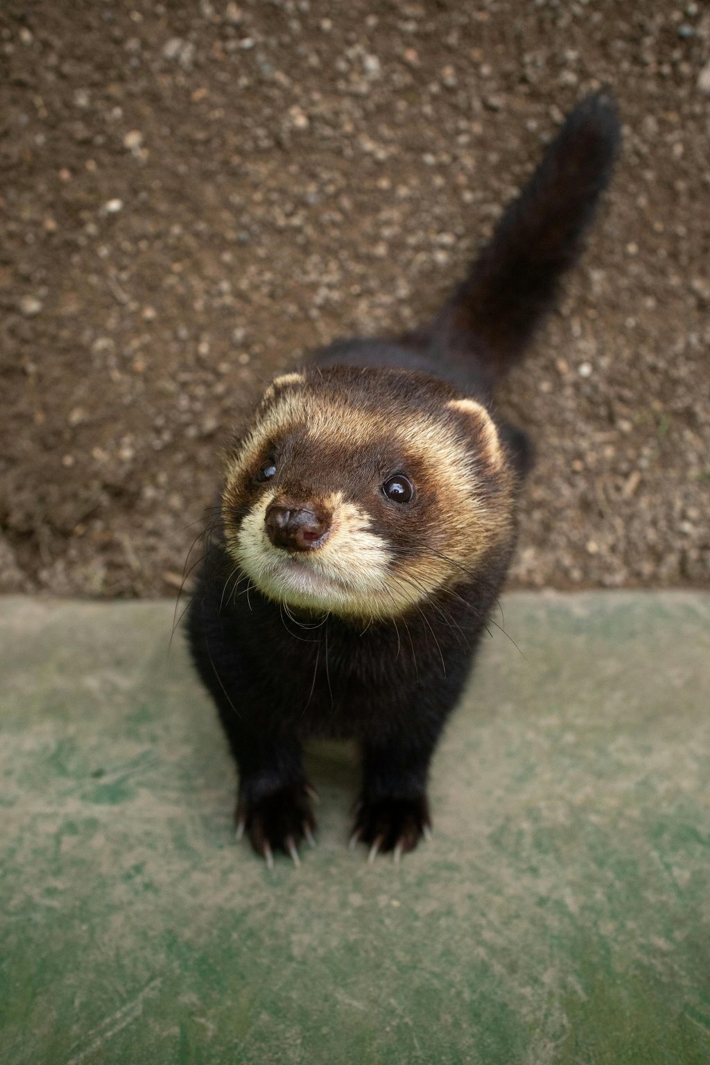 Ferrets as Pets: The Complete Guide to Care, Costs, and What to Expect ...