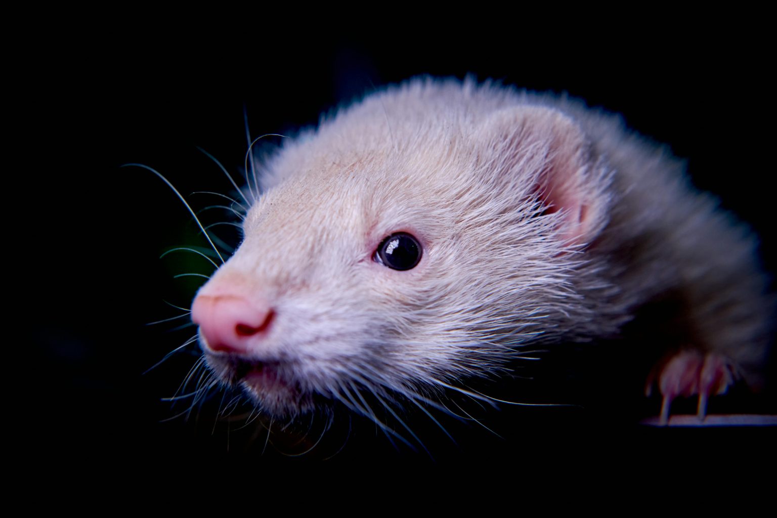 Ferrets as Pets: The Complete Guide to Care, Costs, and What to Expect ...
