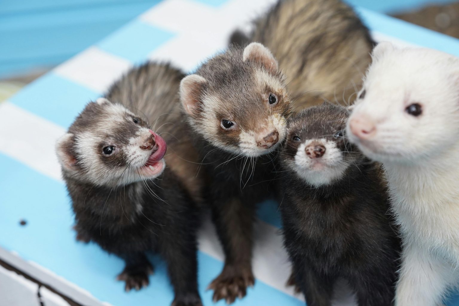 Ferrets as Pets: The Complete Guide to Care, Costs, and What to Expect ...