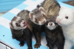 Ferrets as Pets: The Complete Guide to Care, Costs, and What to Expect ...