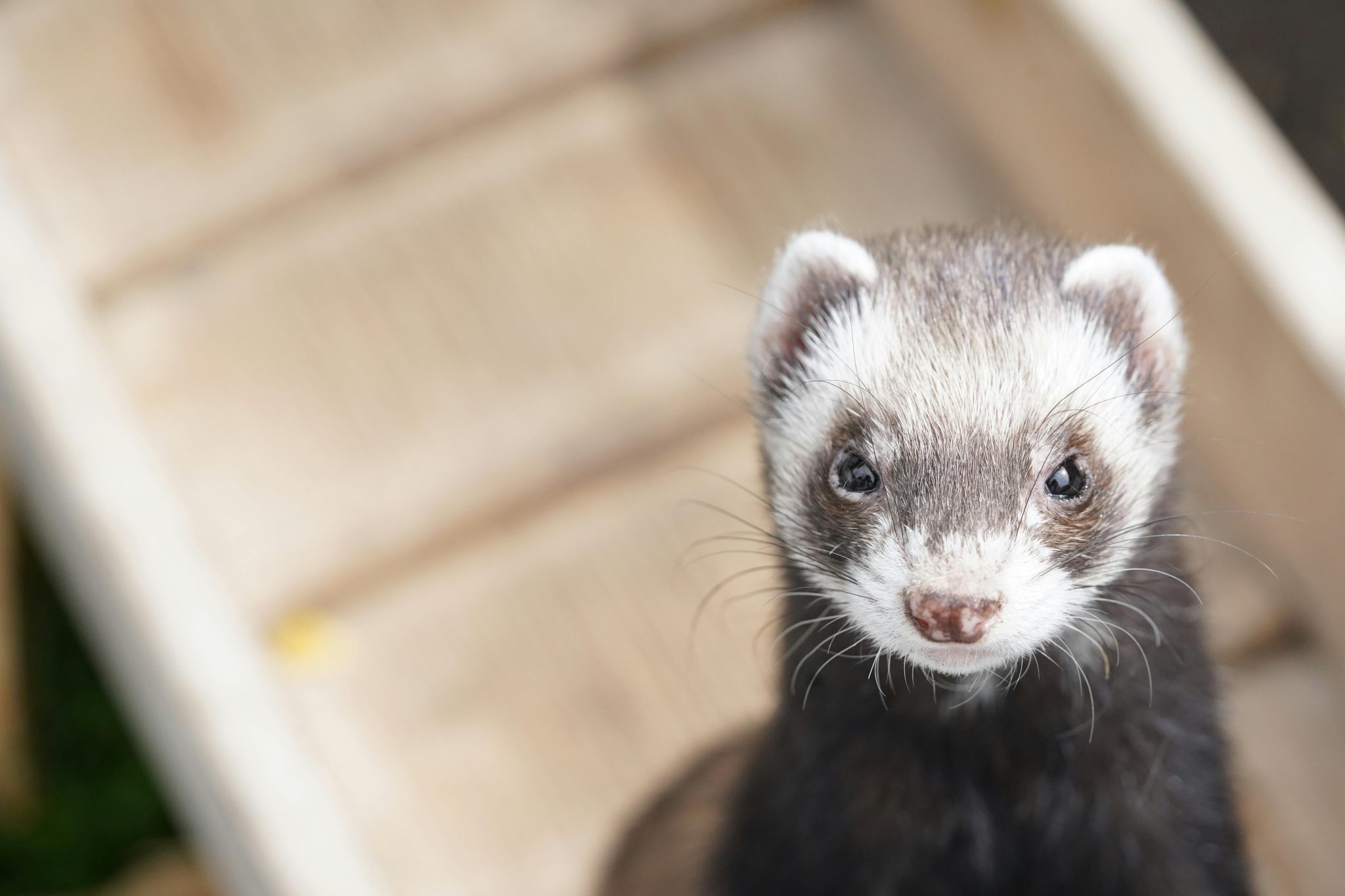 Ferrets as Pets: The Complete Guide to Care, Costs, and What to Expect ...