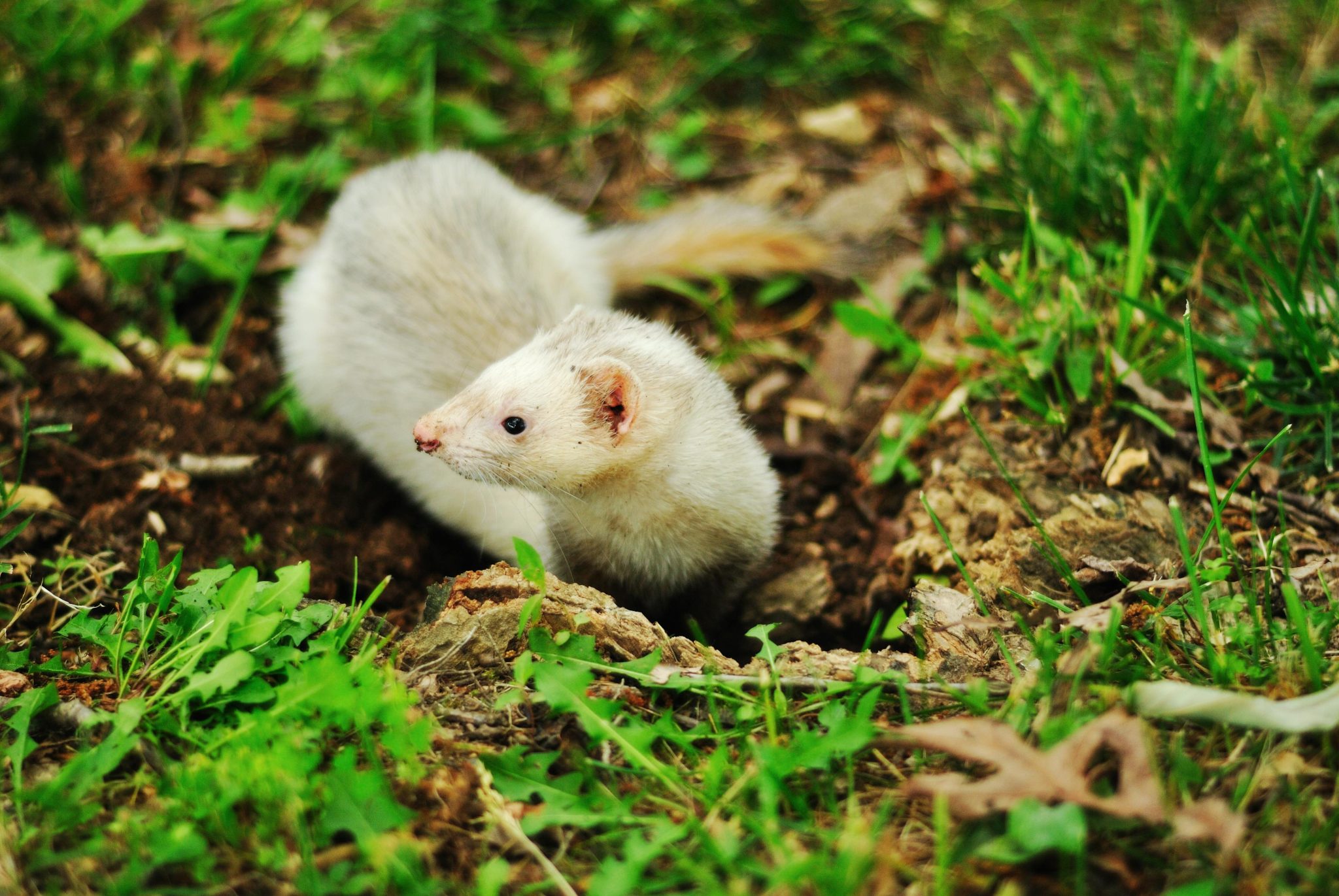 Ferrets as Pets: The Complete Guide to Care, Costs, and What to Expect ...