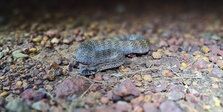 Death Adder Care Guide: Venom, Handling, and Why It’s Not a Pet - Pet ...