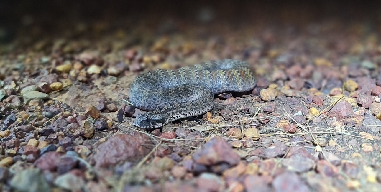 Death Adder Care Guide: Venom, Handling, and Why It’s Not a Pet - Pet ...