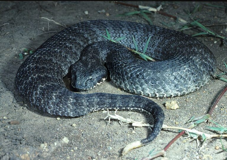 Death Adder Care Guide: Venom, Handling, and Why It’s Not a Pet - Pet ...