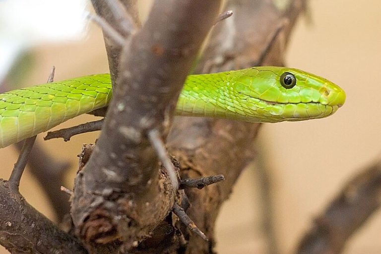 Green Mamba Care Guide: Venomous, Stunning, and Not a Pet for Beginners ...
