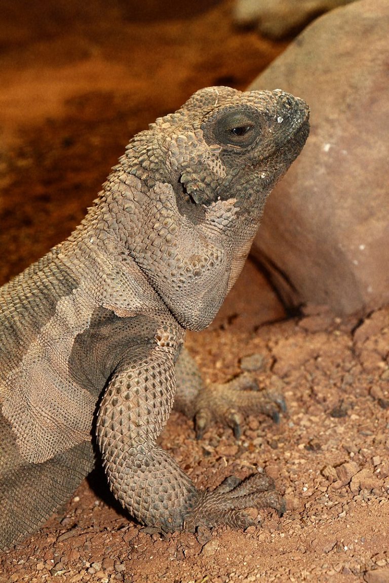 Chuckwalla Care Guide: Diet, Habitat & Handling Tips for Lizard Lovers ...