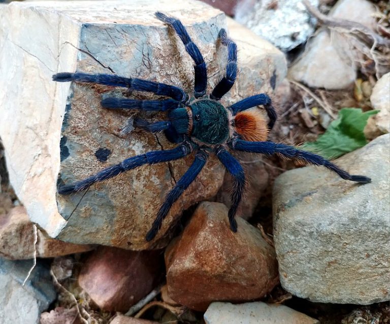 Greenbottle Blue Tarantula Care: Ultimate Guide for Beginners - Pet ...