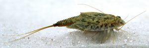 Triops Care Guide: How to Raise & Hatch Dinosaur Shrimp at Home - Pet ...