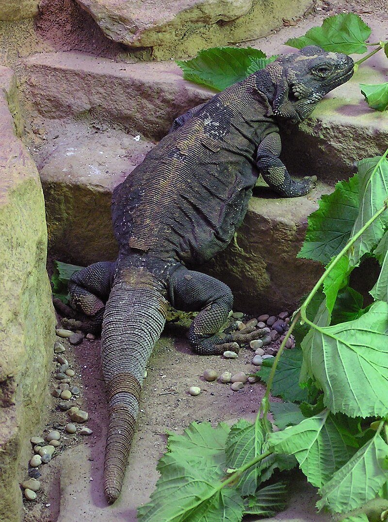 Chuckwalla Care Guide: Diet, Habitat & Handling Tips for Lizard Lovers ...