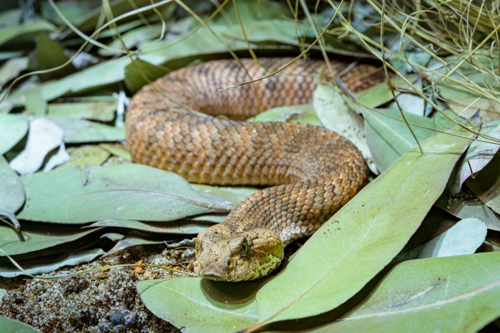 Death Adder Care Guide: Venom, Handling, and Why It’s Not a Pet - Pet ...