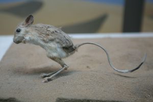 Jerboa as Pets: Ultimate Care Guide, Legality & Why They’re Not for Beginners - Pet Critique