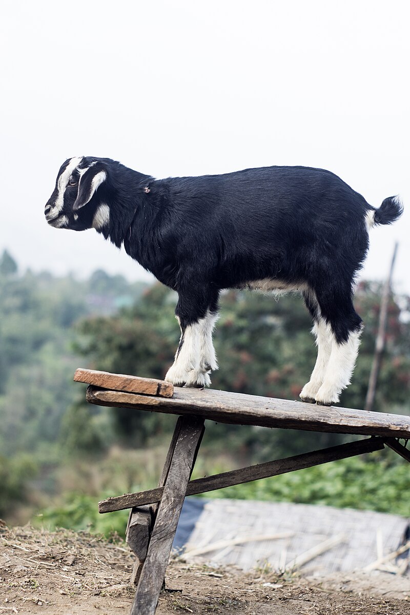 Raising Goats 101: The Complete Guide to Care, Costs, and What to ...