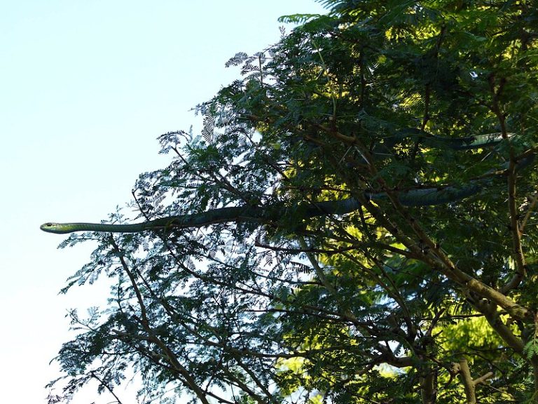 Boomslang Care Guide: The Deadly Tree Snake – Risks, Setup & Expert ...