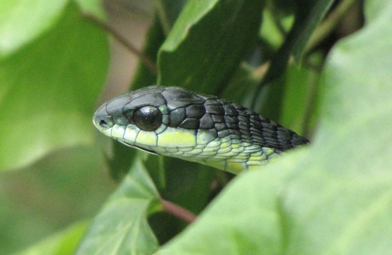 Boomslang Care Guide: The Deadly Tree Snake – Risks, Setup & Expert ...