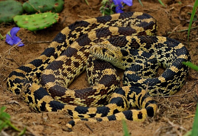 Bull Snake Care Guide: Temperament, Enclosure Setup, Diet & More - Pet ...