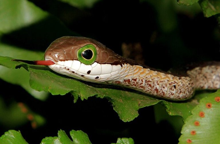 Boomslang Care Guide: The Deadly Tree Snake – Risks, Setup & Expert ...