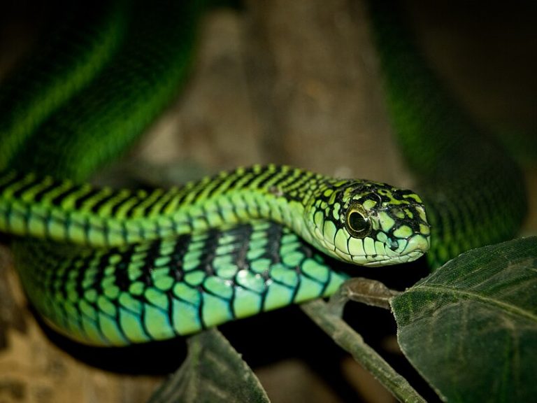 Boomslang Care Guide: The Deadly Tree Snake – Risks, Setup & Expert ...