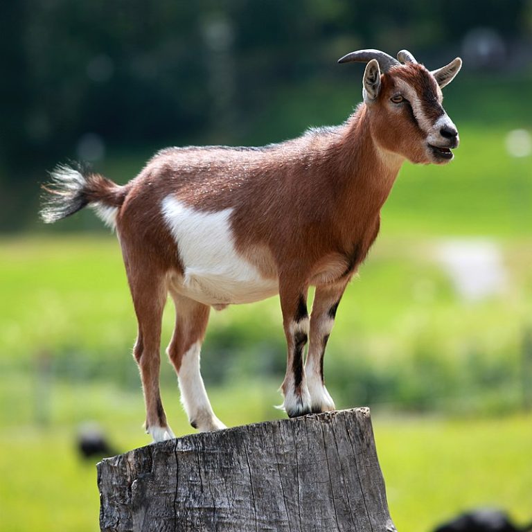 Raising Goats 101: The Complete Guide to Care, Costs, and What to ...