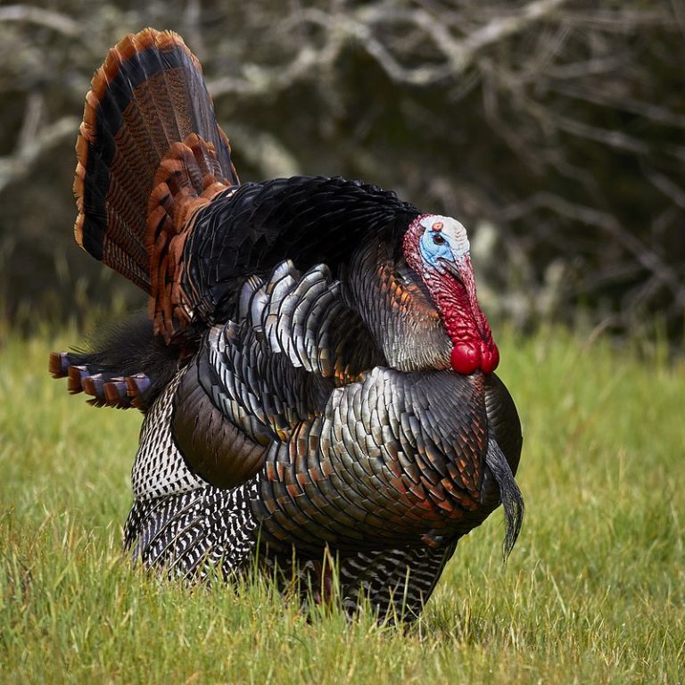 Are Turkeys Good Pets? The Ultimate Care Guide for Turkey Owners - Pet ...