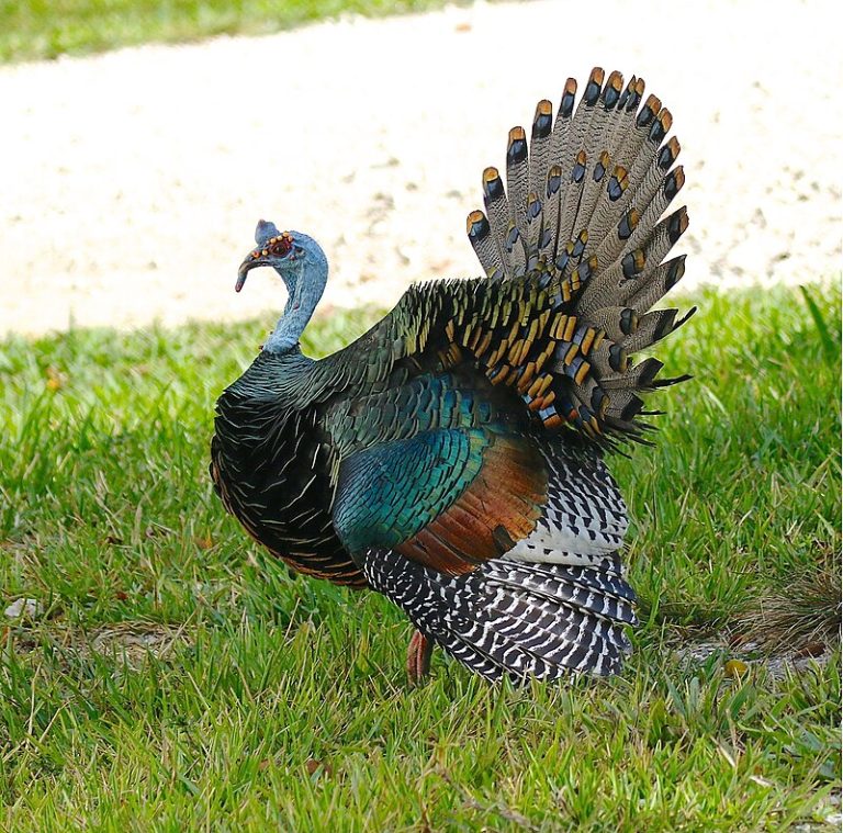 Are Turkeys Good Pets? The Ultimate Care Guide for Turkey Owners - Pet ...