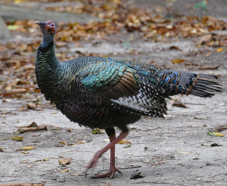 Are Turkeys Good Pets? The Ultimate Care Guide for Turkey Owners - Pet ...
