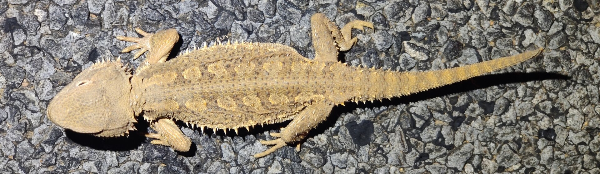 Rankin’s Dragon Care Guide: The Perfect Small Bearded Dragon ...