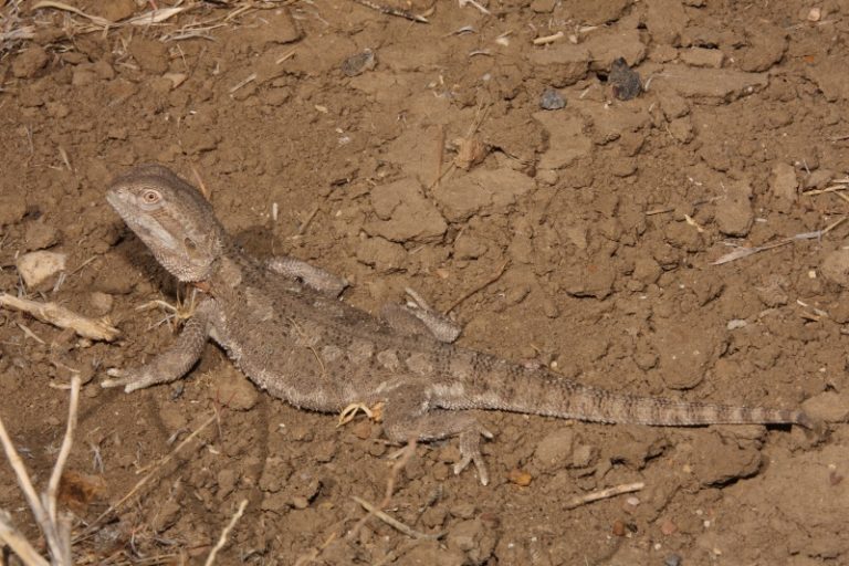 Rankin’s Dragon Care Guide: The Perfect Small Bearded Dragon ...