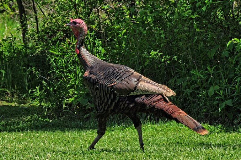 Are Turkeys Good Pets? The Ultimate Care Guide for Turkey Owners - Pet ...