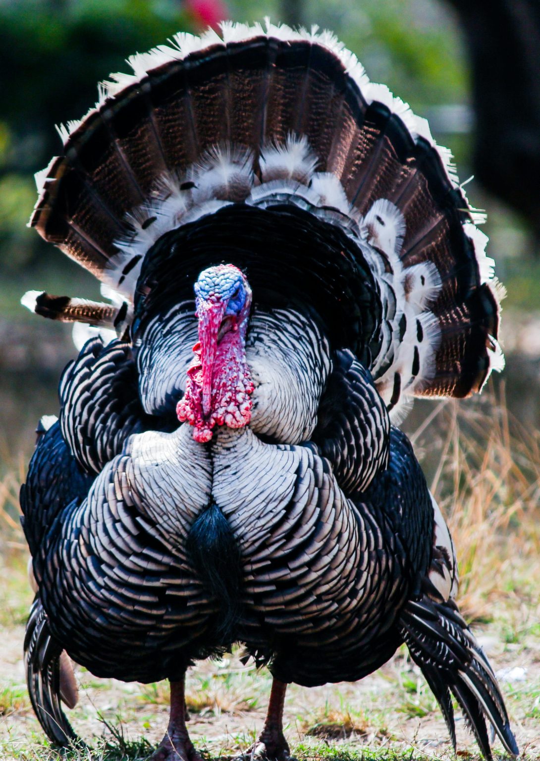 Are Turkeys Good Pets? The Ultimate Care Guide for Turkey Owners - Pet ...