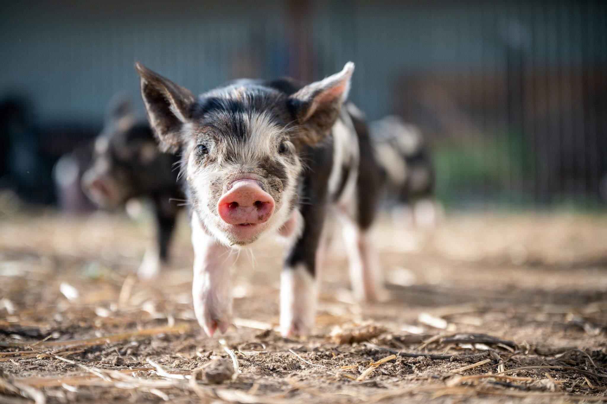 Pig as a Pet: Ultimate Care Guide, Costs, and What to Know Before You ...