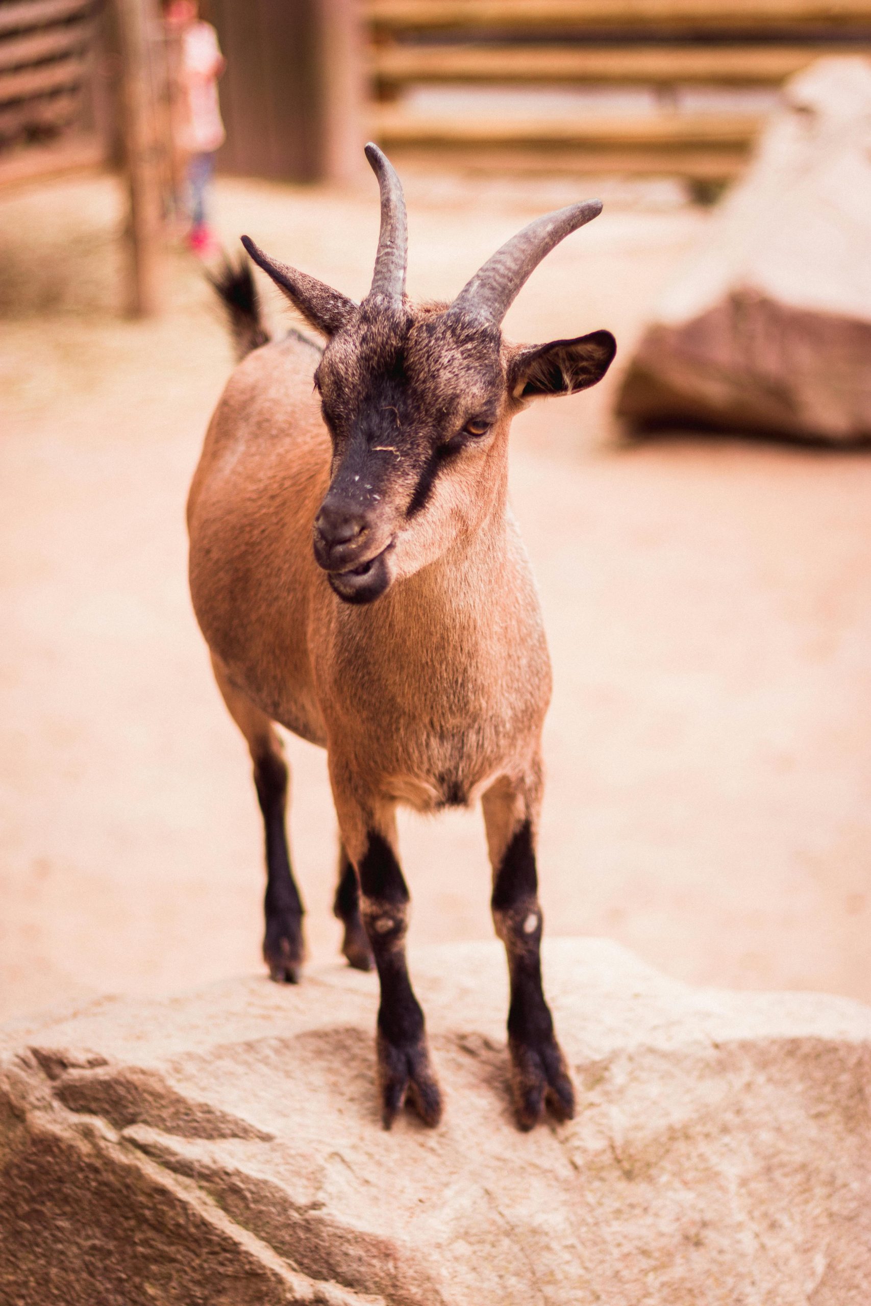 Raising Goats 101: The Complete Guide to Care, Costs, and What to ...